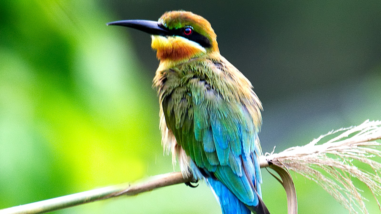 Birding - Kumberland Campground